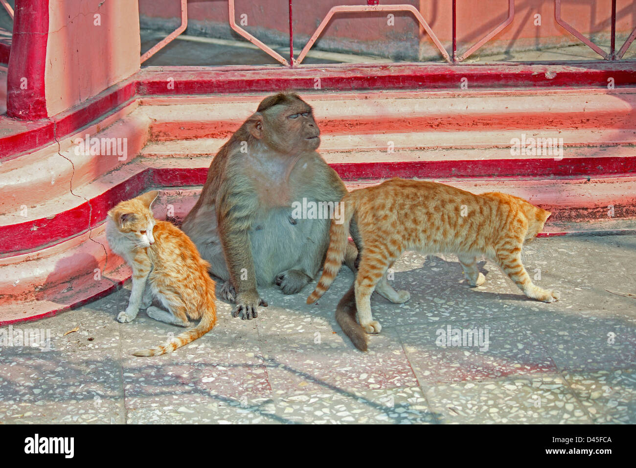 Rhesus macque Macaca mulatta , Monkey grooming cat, India Stock Photo ...