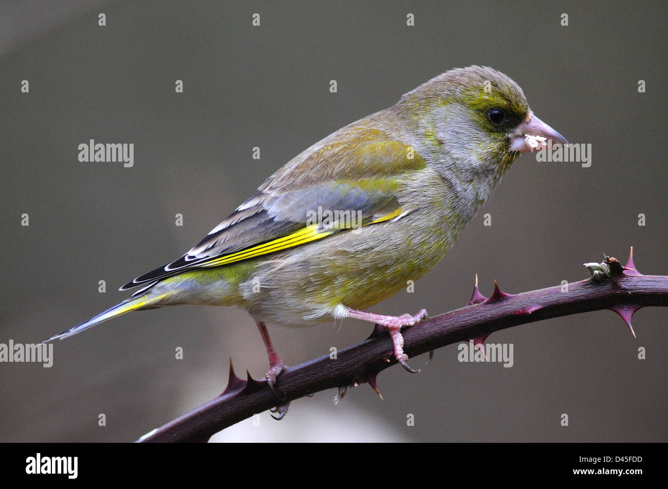 Bramble Finch High Resolution Stock Photography and Images - Alamy