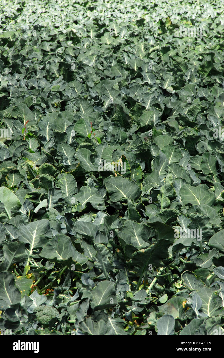 A vegetable crop growing in a field Stock Photo - Alamy