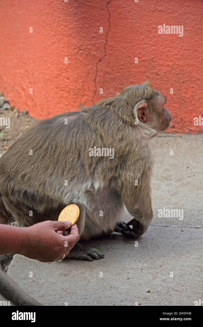 Macque hi-res stock photography and images - Alamy