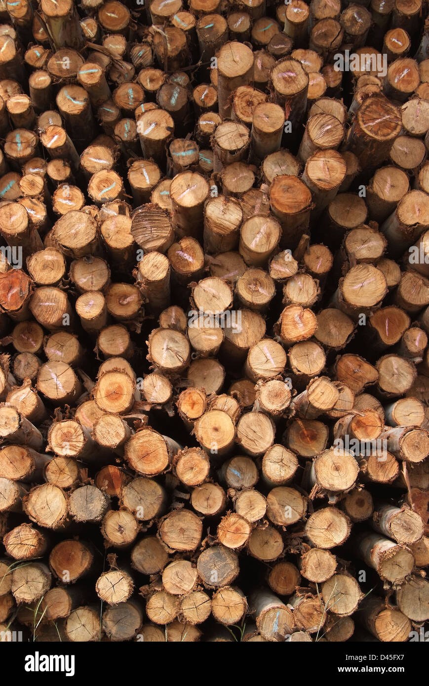 Wood cut texture hi-res stock photography and images - Alamy