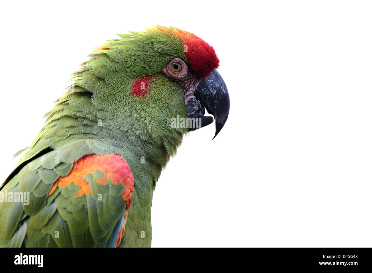 Orange and green parrot hi-res stock photography and images - Alamy