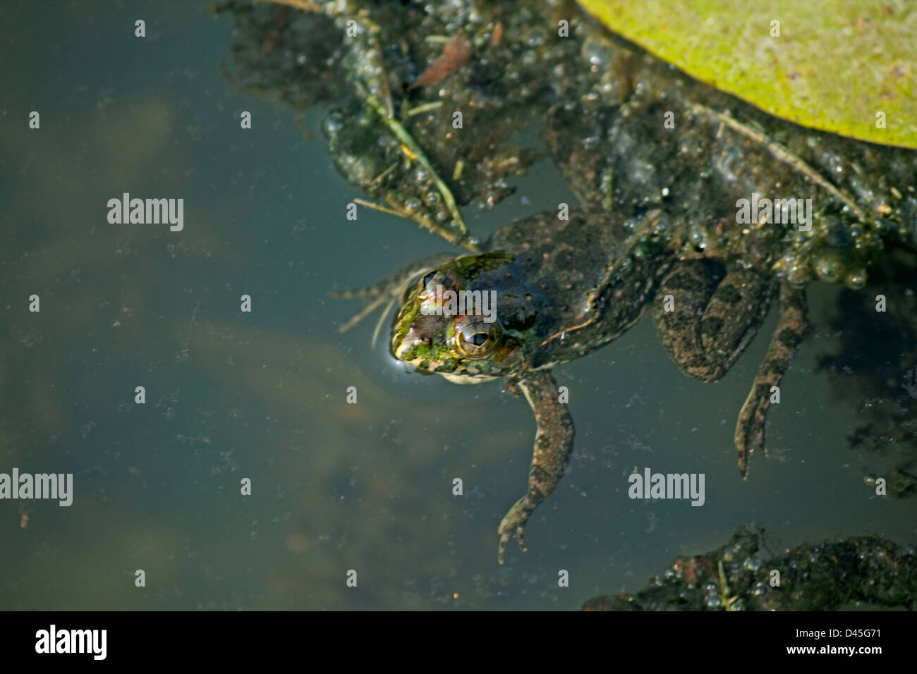 Indian Skipper Frog, Skittering Frog, Euphlyctis cyanophlyctis Stock ...