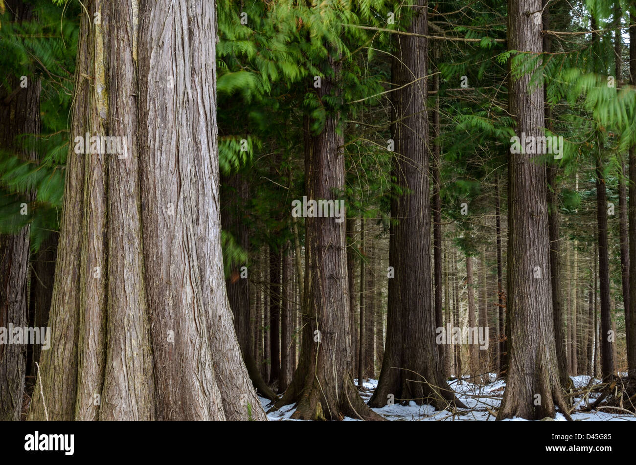 Thuja trees in a nature reserve on the swedish island Öland in the ...