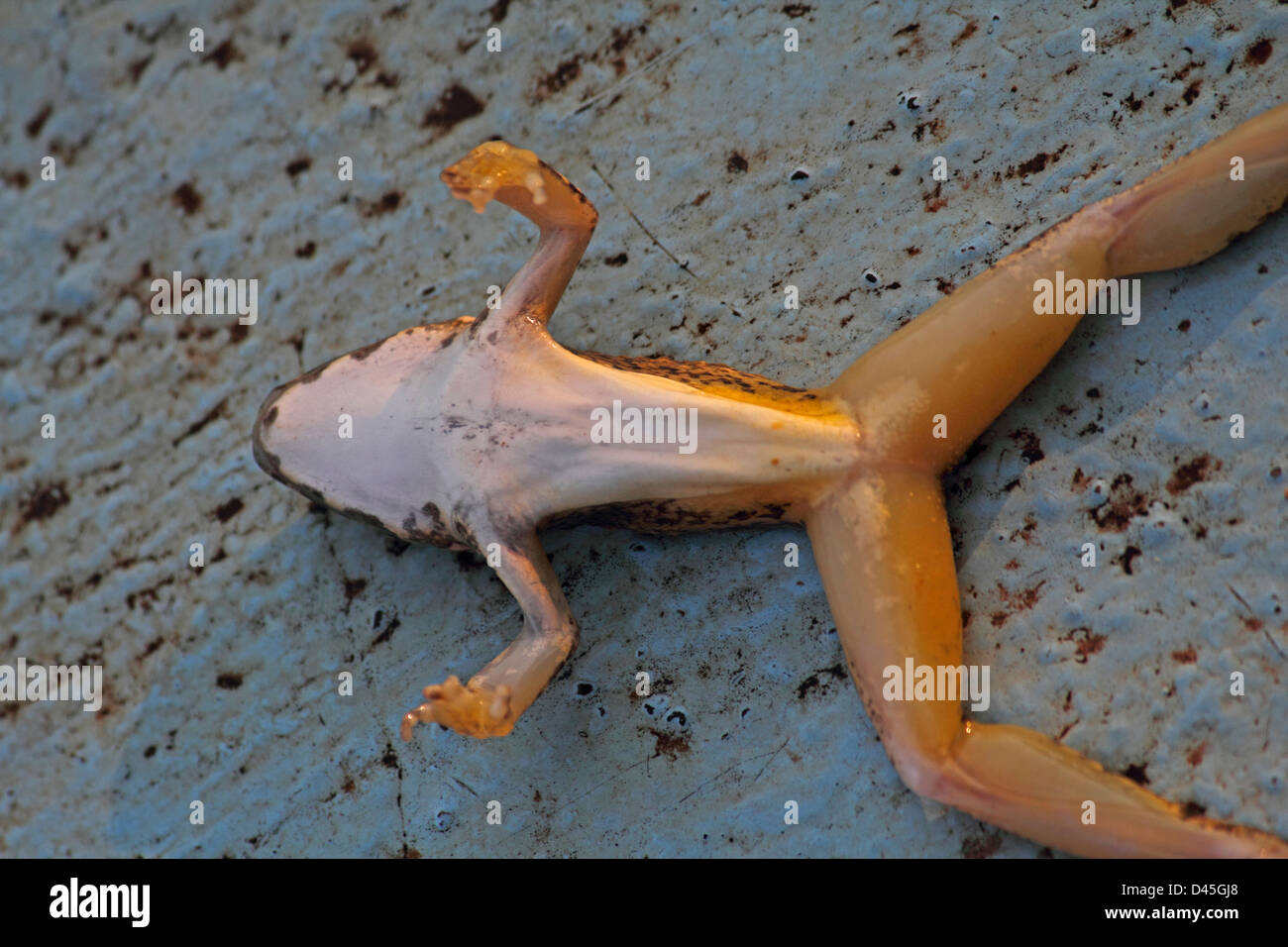Leaping frog hi-res stock photography and images - Alamy