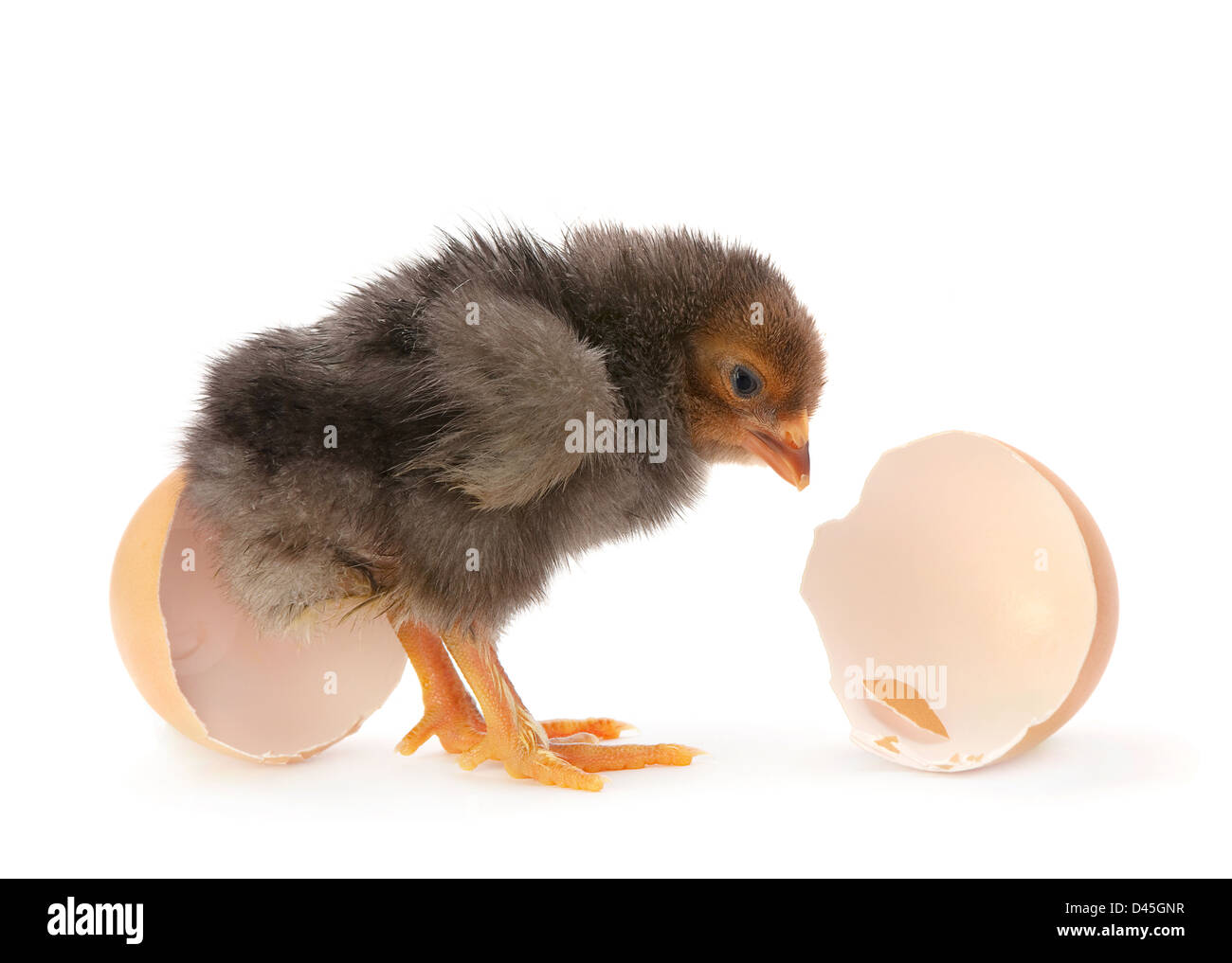 Baby chicken chick on white hi-res stock photography and images - Alamy