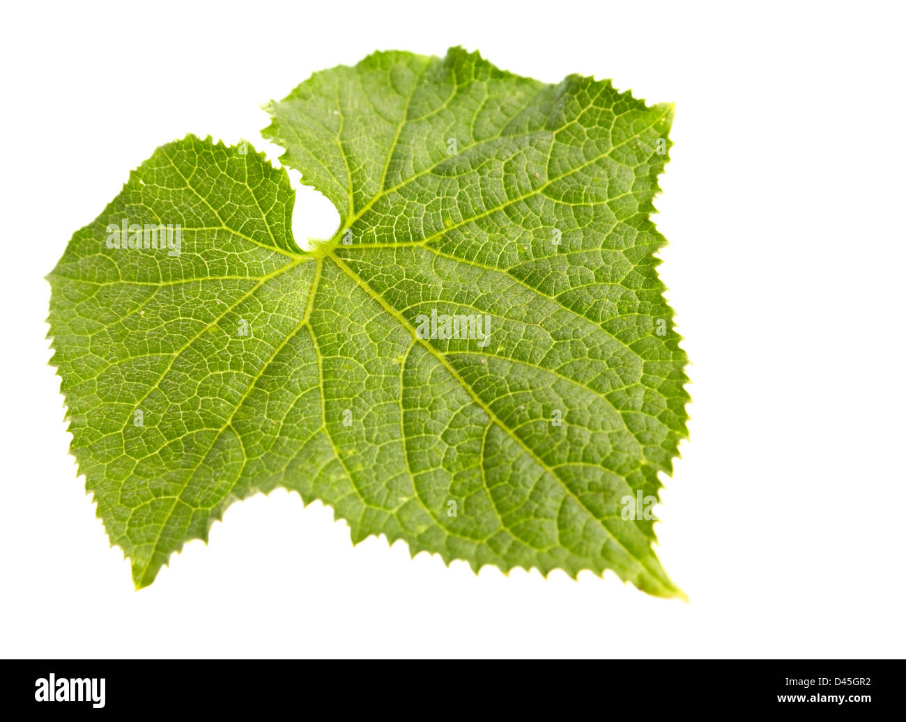 Cucumber leaf isolated hi-res stock photography and images - Alamy
