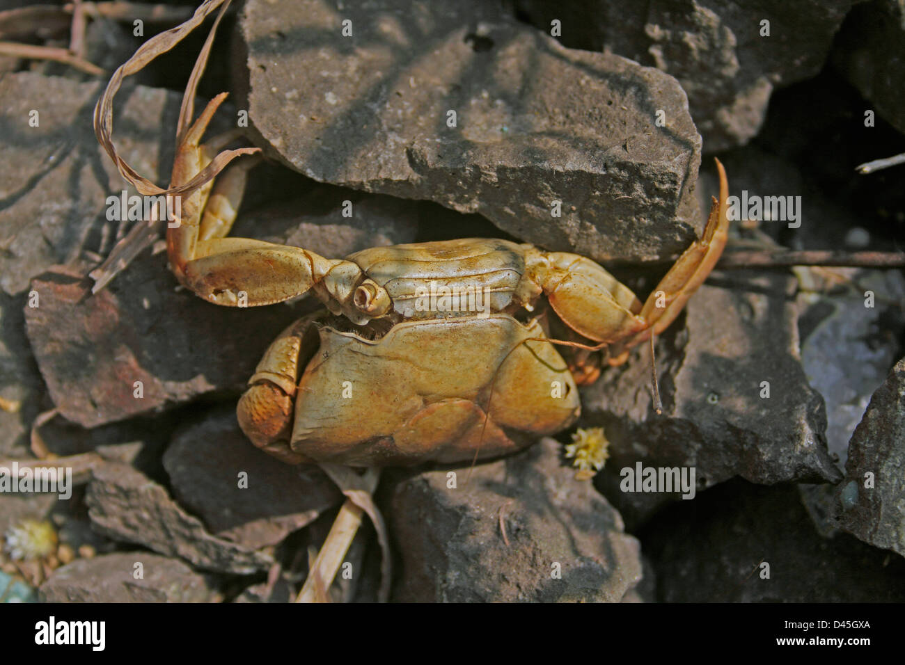Crabs of india hi-res stock photography and images - Alamy