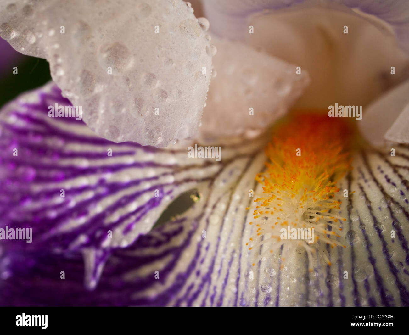 Blooming iris at the end of the bloom cycle Stock Photo - Alamy
