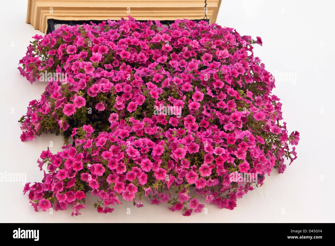 Cascadas de flores hi-res stock photography and images - Alamy