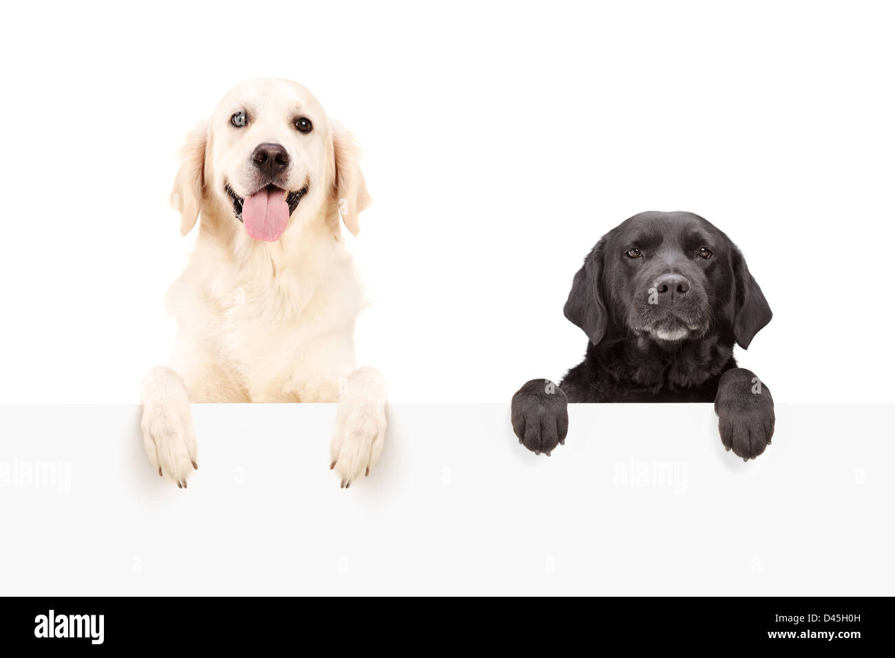 Two dogs standing behind blank panel isolated on white background Stock ...