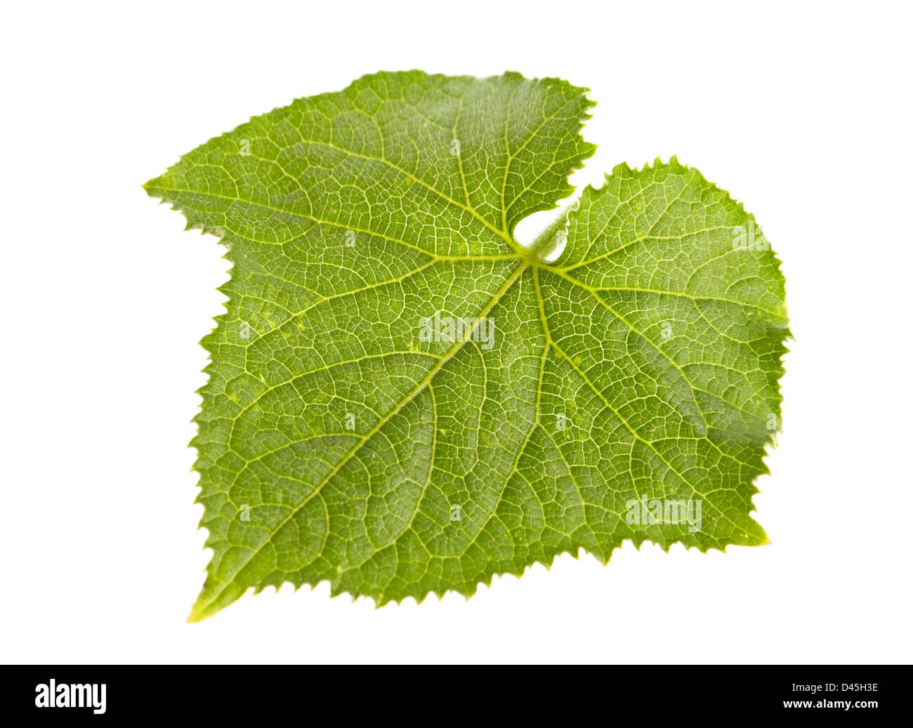 Green leaf of cucumber hi-res stock photography and images - Alamy