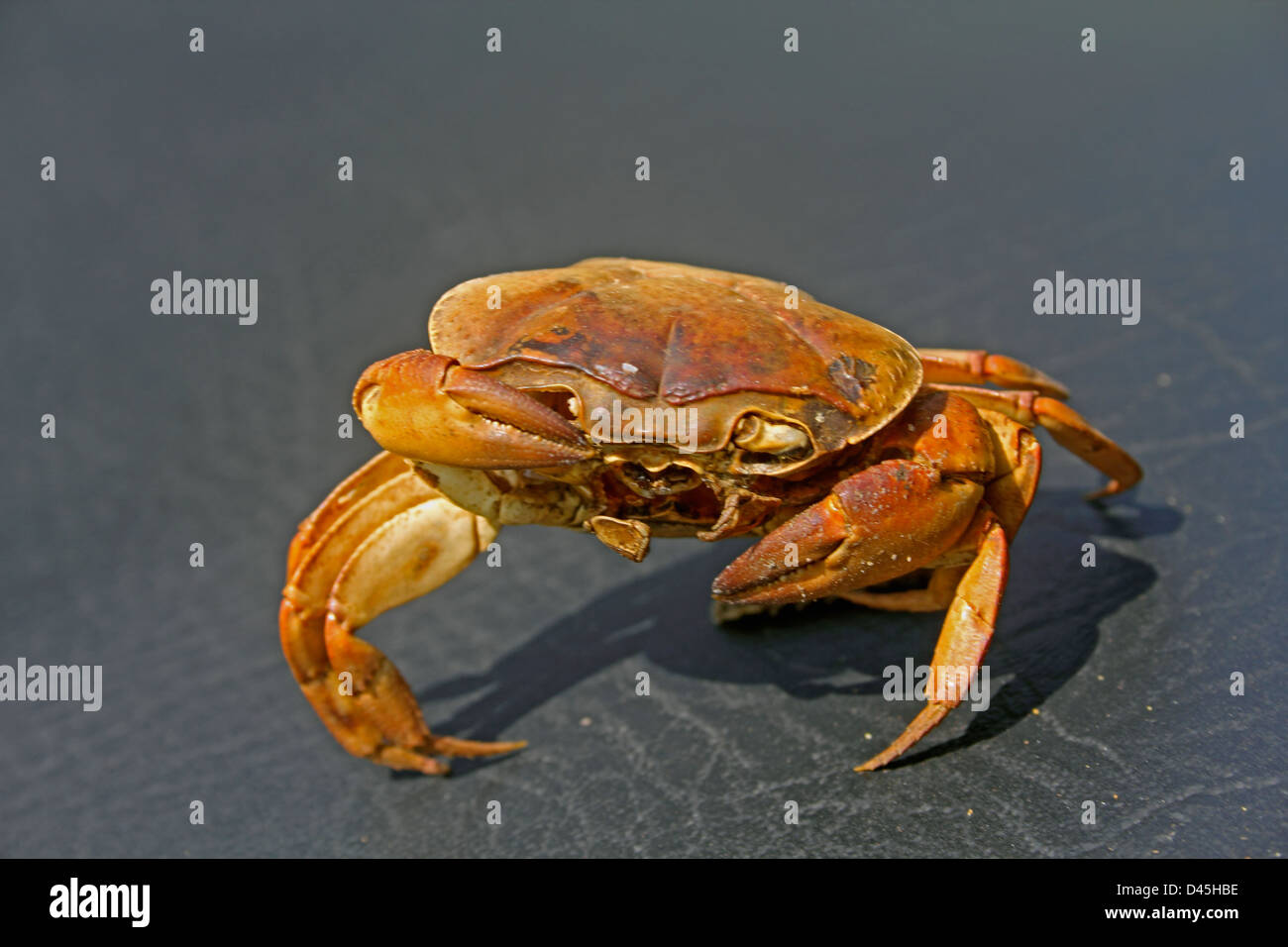 Crabs of india hi-res stock photography and images - Alamy