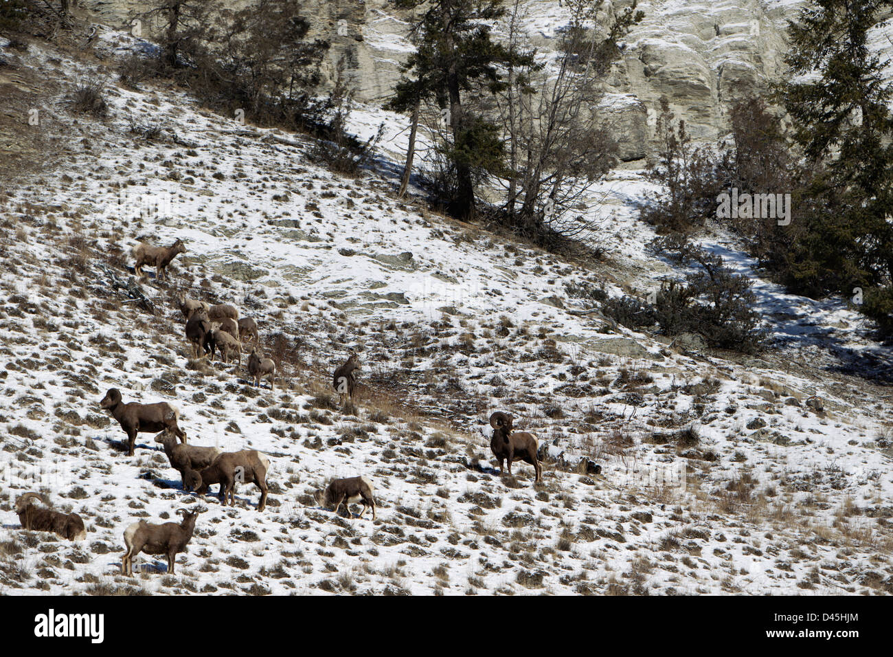 Canadian mountain goats hi-res stock photography and images - Alamy