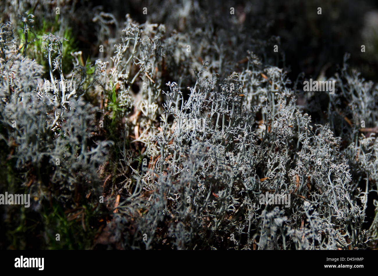 Grey reindeer lichen hi-res stock photography and images - Alamy