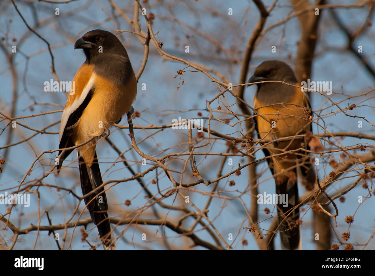 Two Rufous Treepies perch in a tree in Ranthambore National Park Stock ...