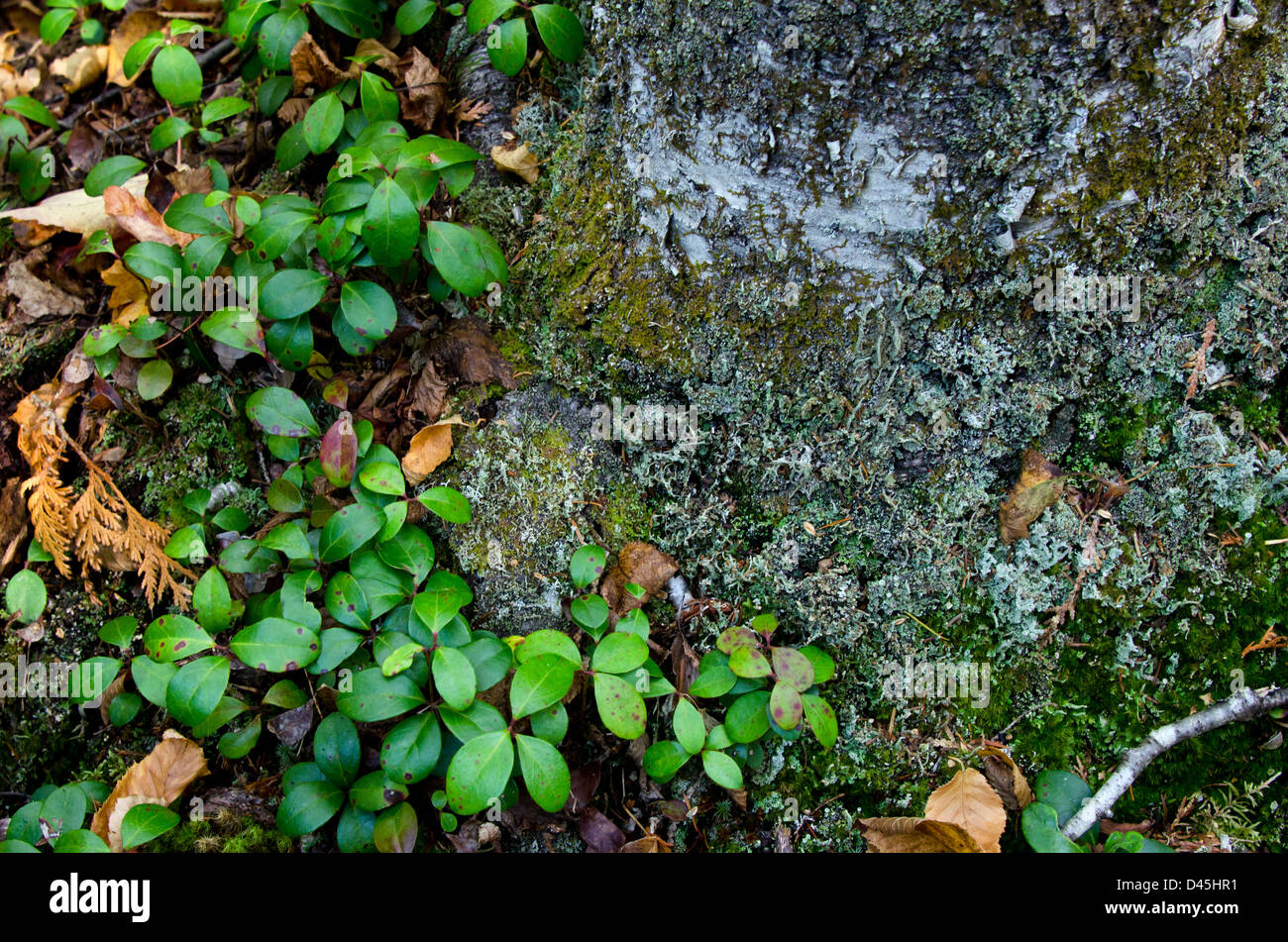 Moss covered tree base hi-res stock photography and images - Alamy