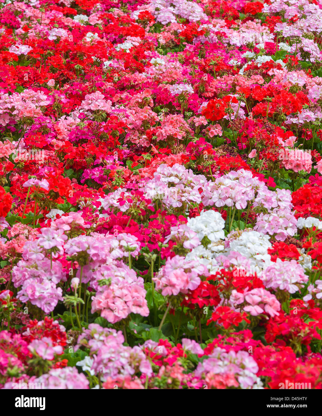 Geraniums hi-res stock photography and images - Alamy