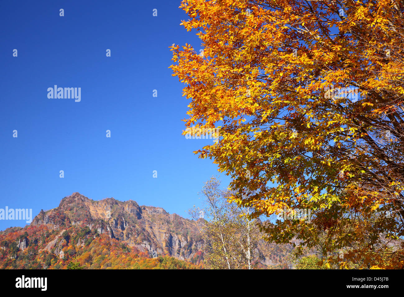 Mt. Togakushi autumn leaves in Nagano, Japan Stock Photo - Alamy
