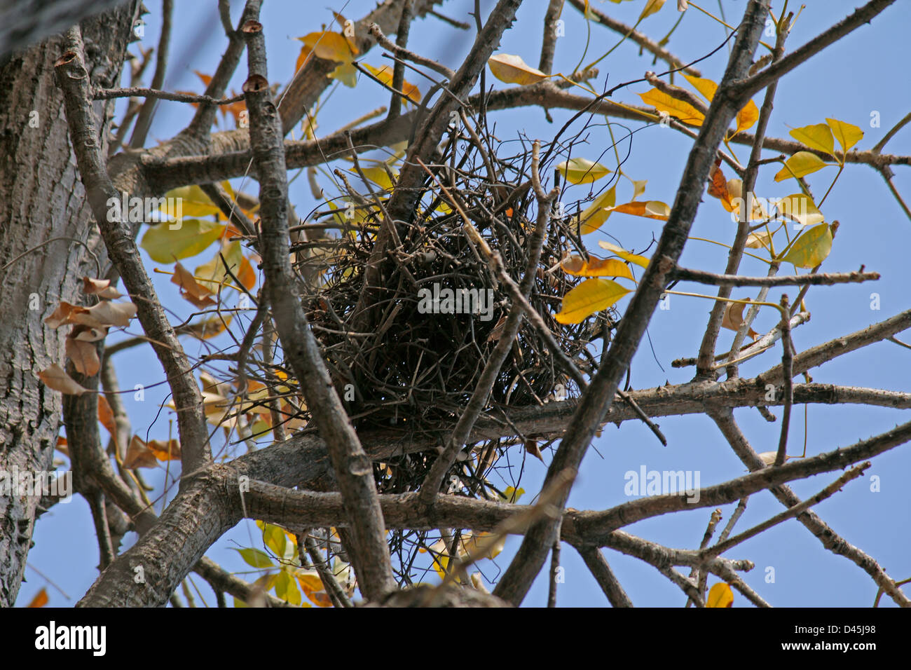 Crow nest hi-res stock photography and images - Alamy