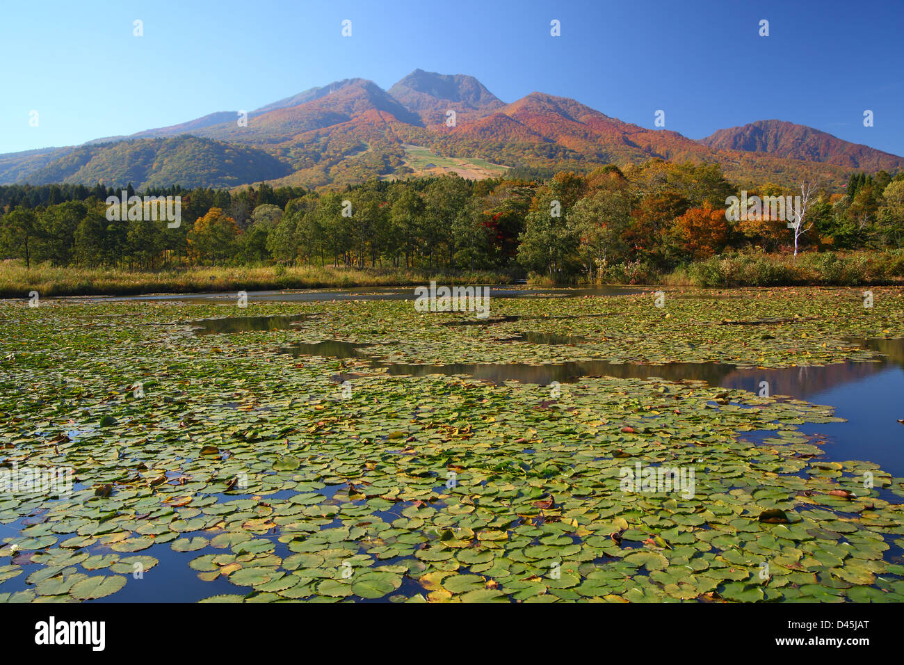 Mt. Myoko and lotus pond in autumn, Niigata, Japan Stock Photo - Alamy