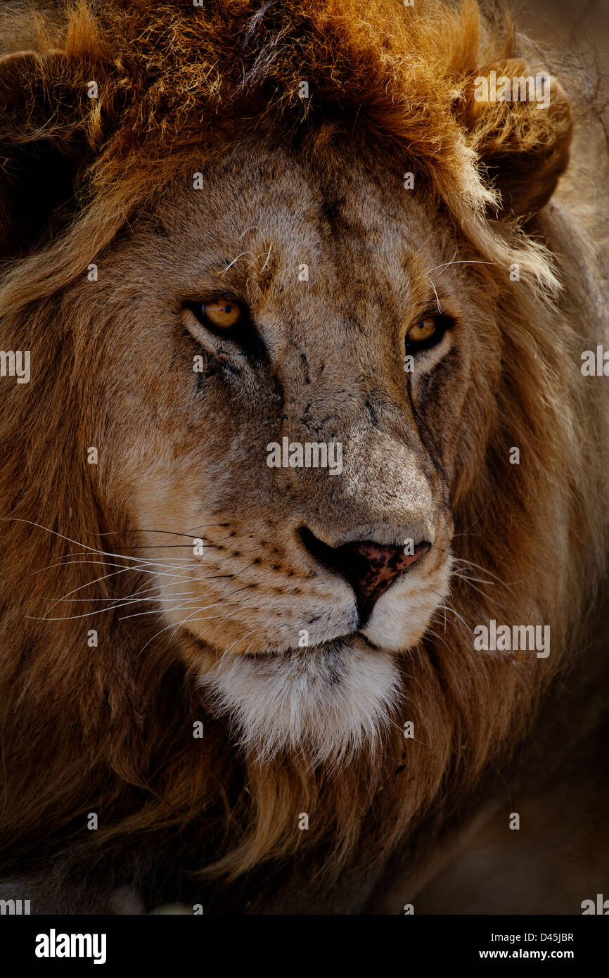 Male lion, Serengeti, Tanzania Stock Photo - Alamy
