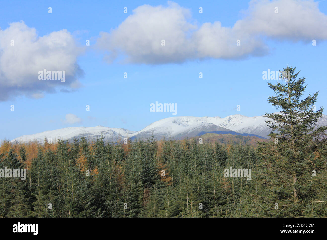 Grizdale forest hi-res stock photography and images - Alamy