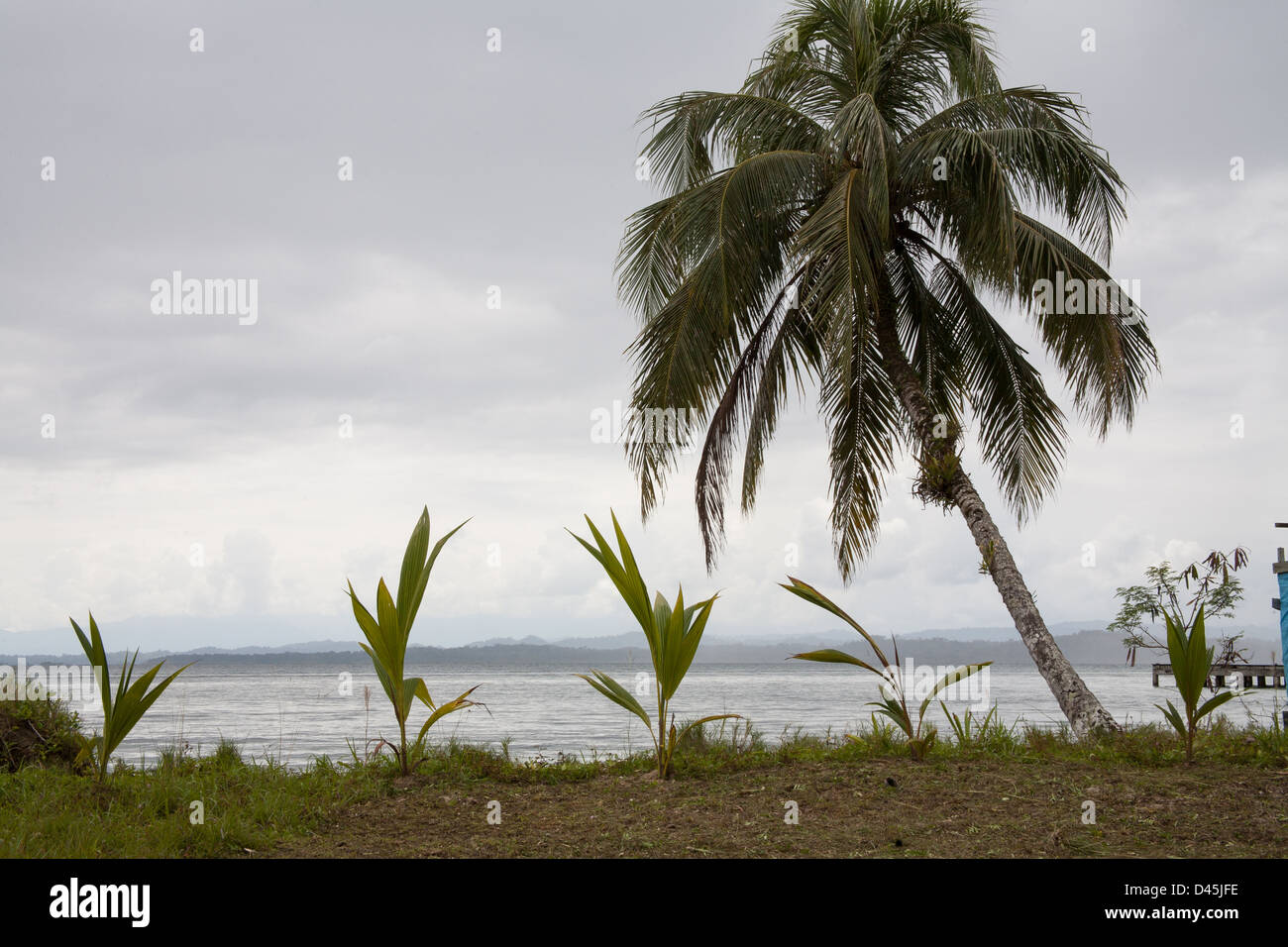 Baby palms and a mature palm tree in the landscape Stock Photo - Alamy