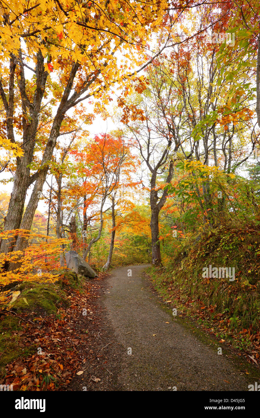 A colorful autumn path in the forest, Fukushima, Japan Stock Photo - Alamy