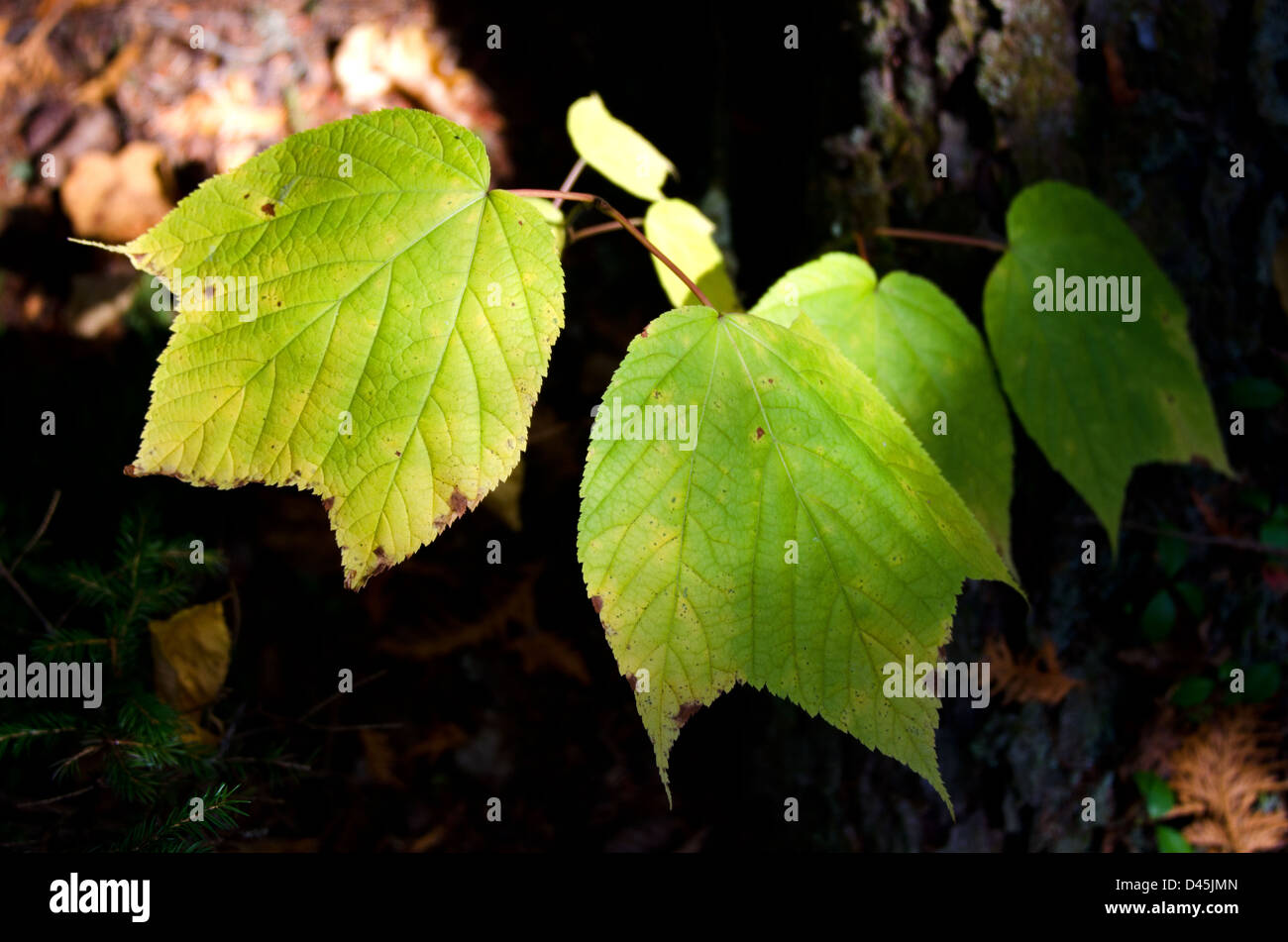 Moosewood tree hi-res stock photography and images - Alamy