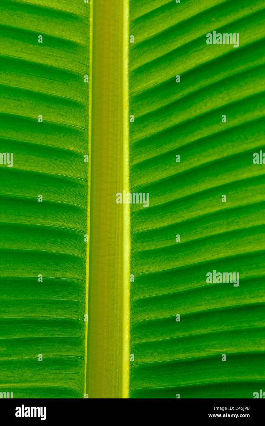 Central vein hi-res stock photography and images - Alamy