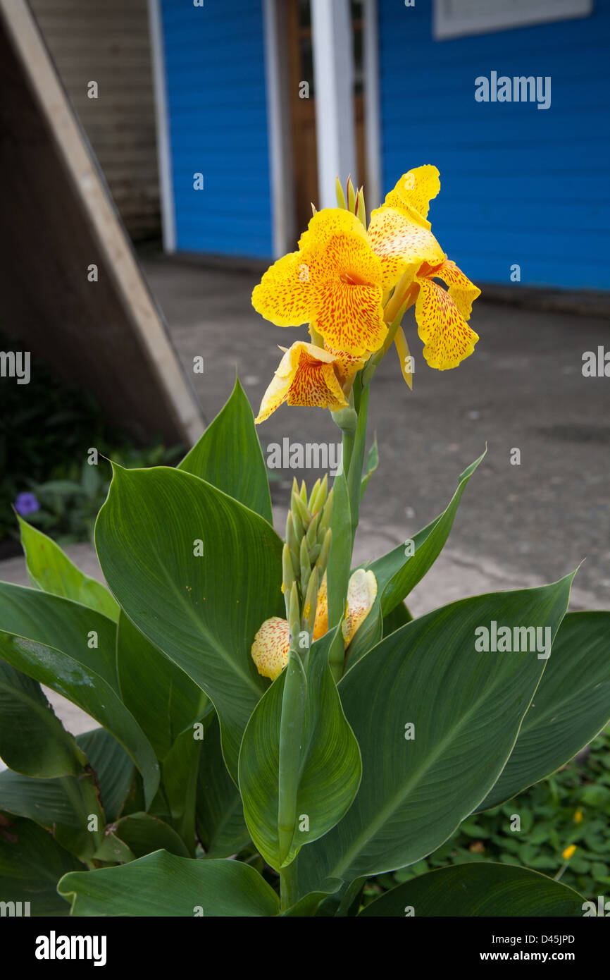Spots tropical hi-res stock photography and images - Alamy