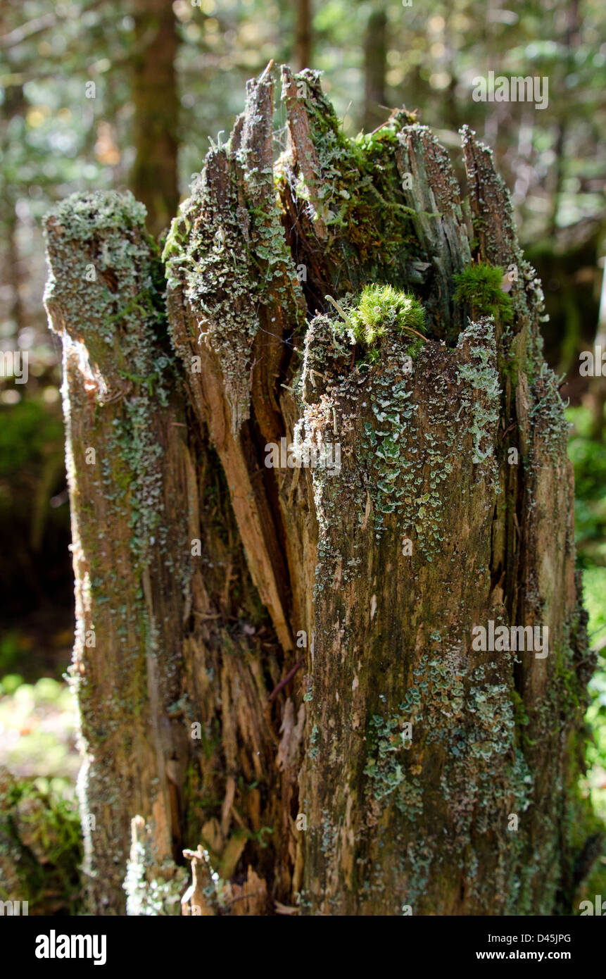 Moss on rotting tree stump hi-res stock photography and images - Alamy