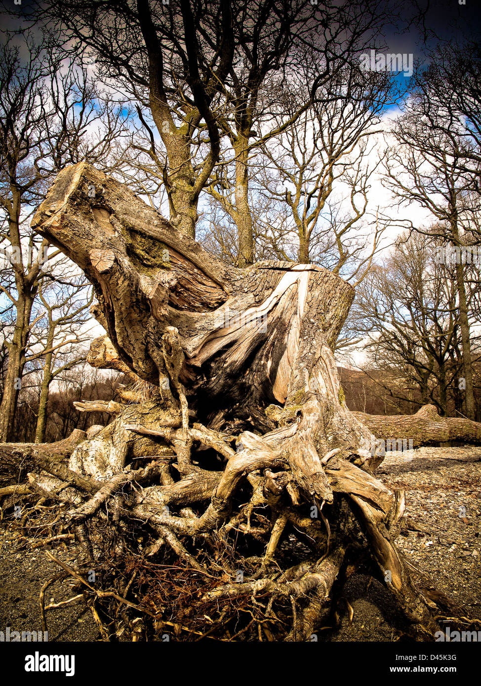 Tree root system hi-res stock photography and images - Alamy