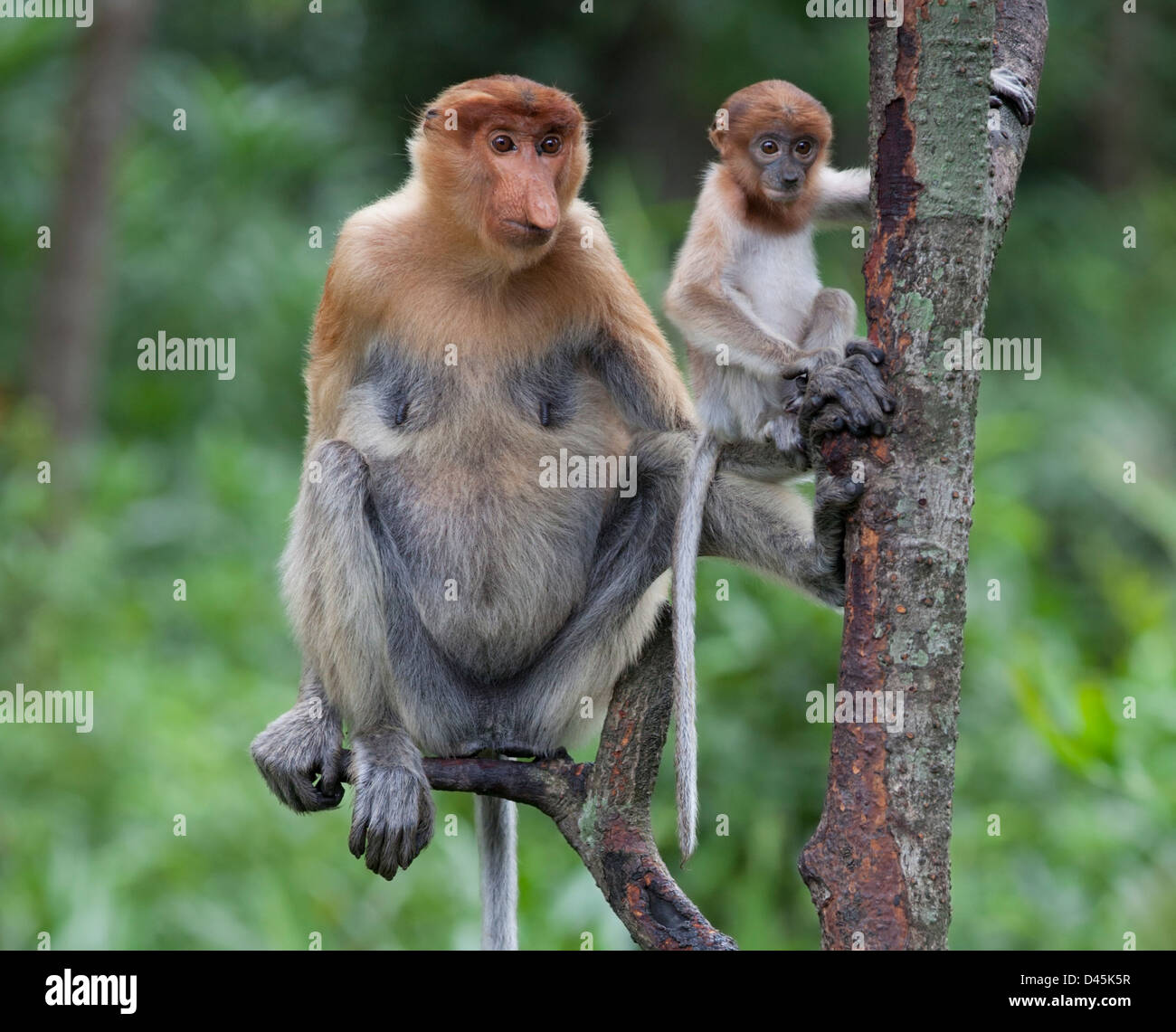 Proboscis Monkey mother and 6-8 week old baby (Nasalis larvatus ...