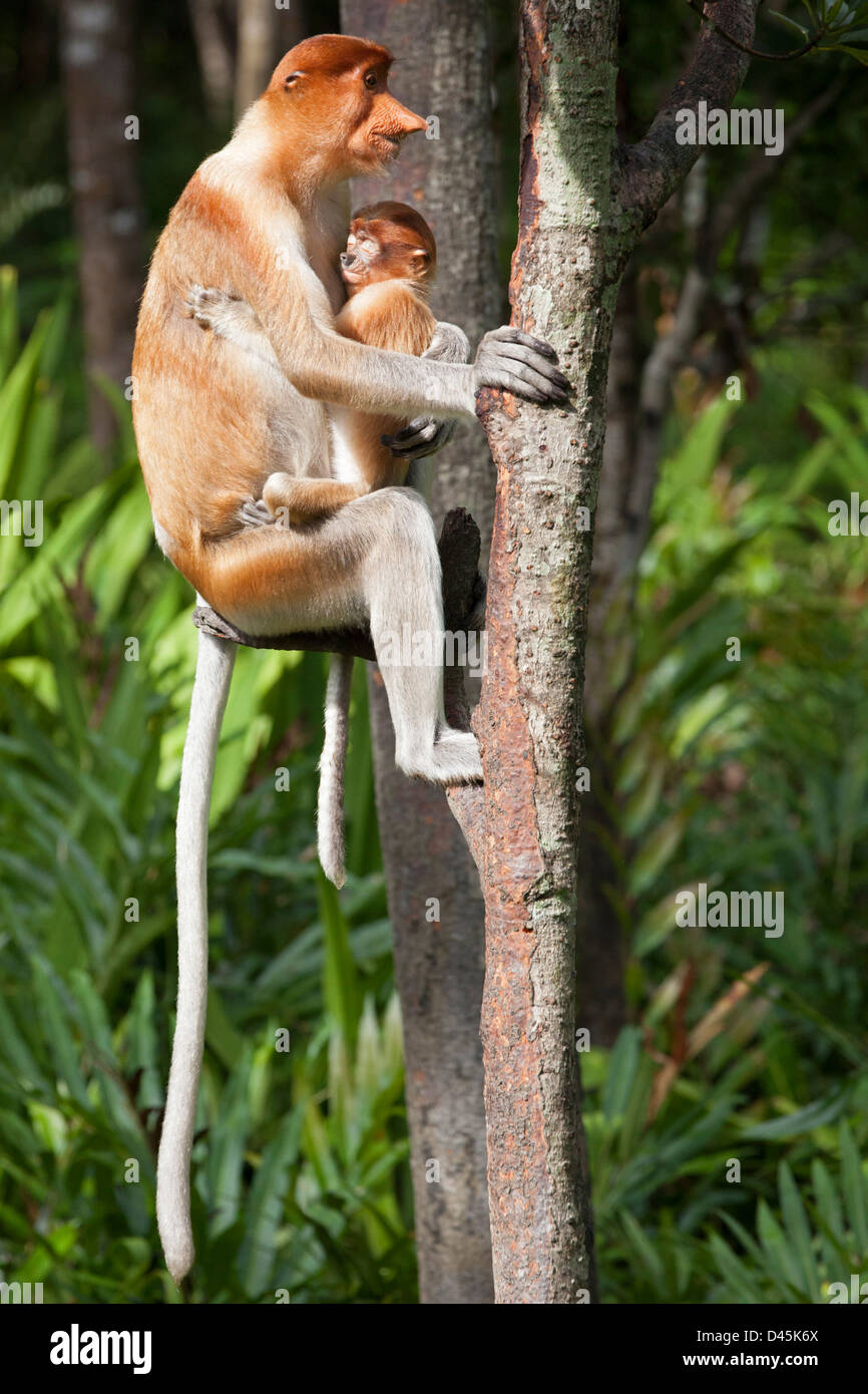 Female Proboscis Monkey holding her sleeping baby (Nasalis larvatus) in ...