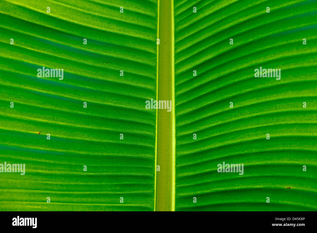 Banana leaf, close up with central vein Stock Photo - Alamy