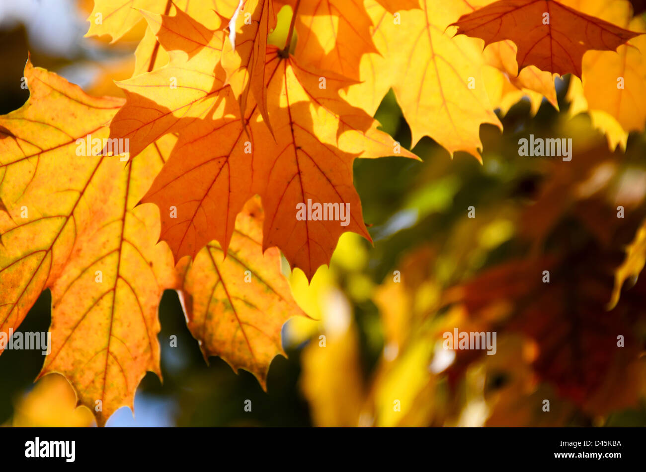 Fall foliage yellow orange backlit hi-res stock photography and images ...