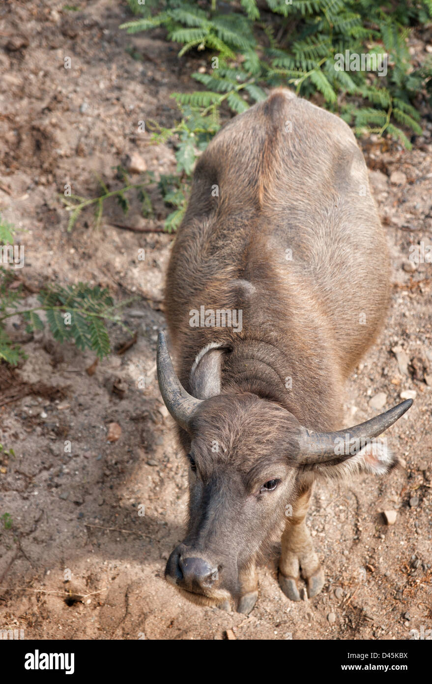water buffalo looks up at the camera Stock Photo - Alamy