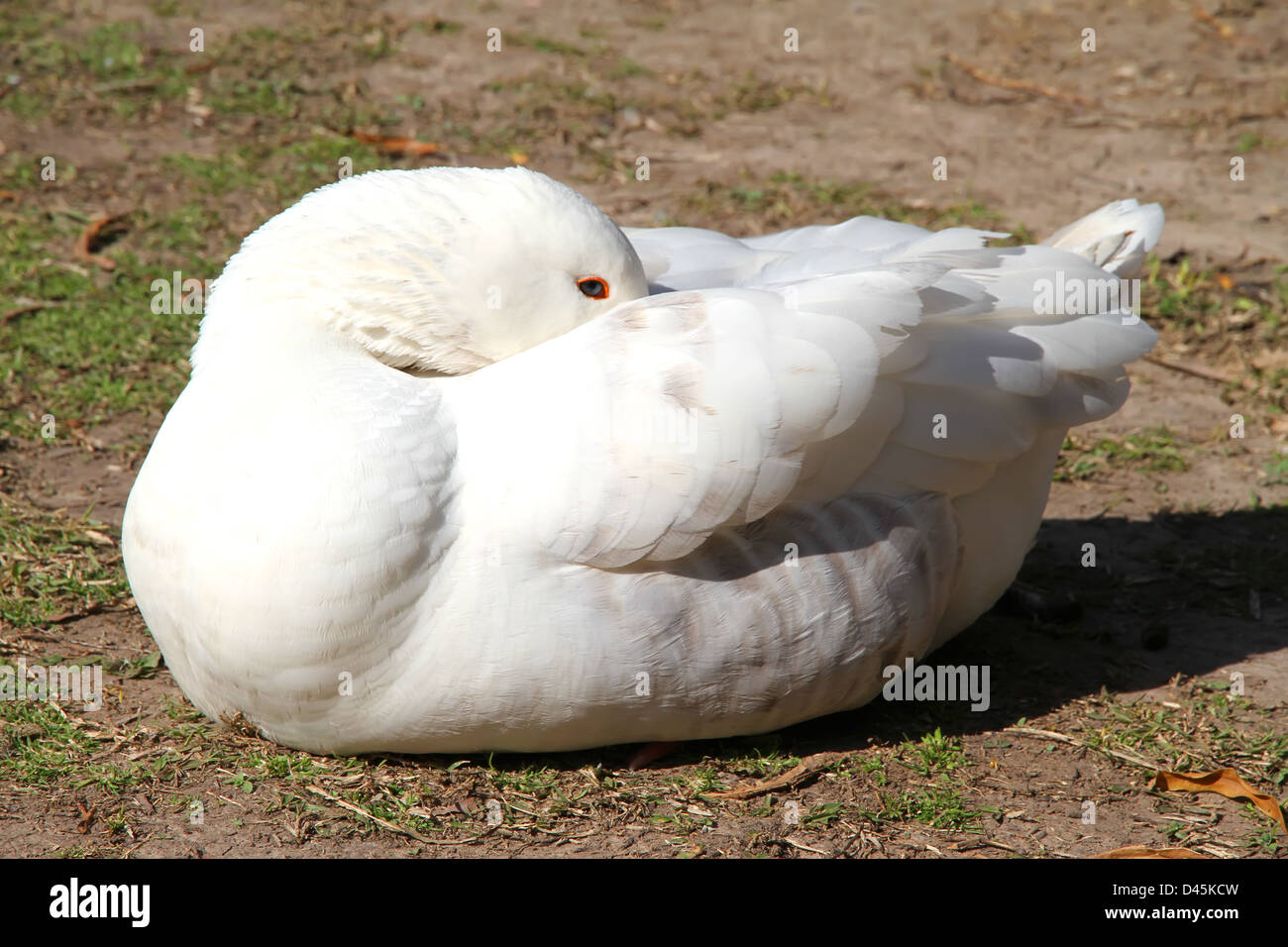 A goose sleeping in the sunlight Stock Photo - Alamy