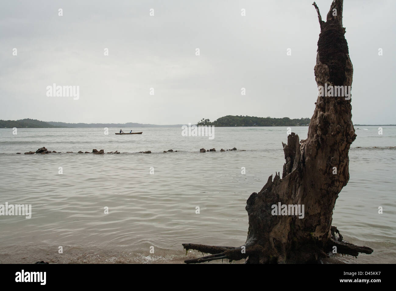 Boat and tree stump growing in the Caribbean sea Stock Photo - Alamy