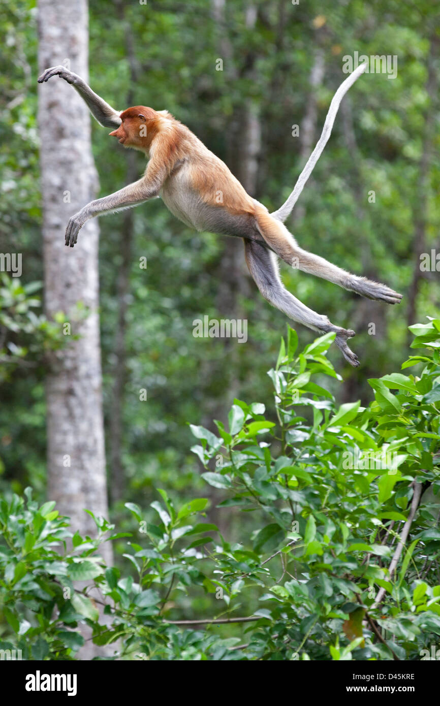 Female Proboscis Monkey leaping between trees in Malaysian coastal ...