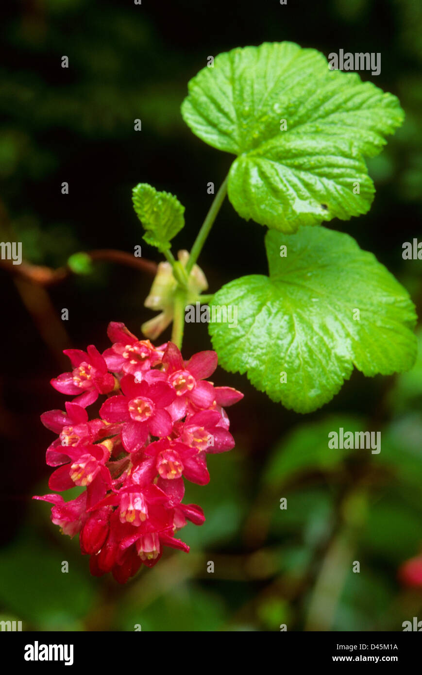Pacific northwest currant hi-res stock photography and images - Alamy