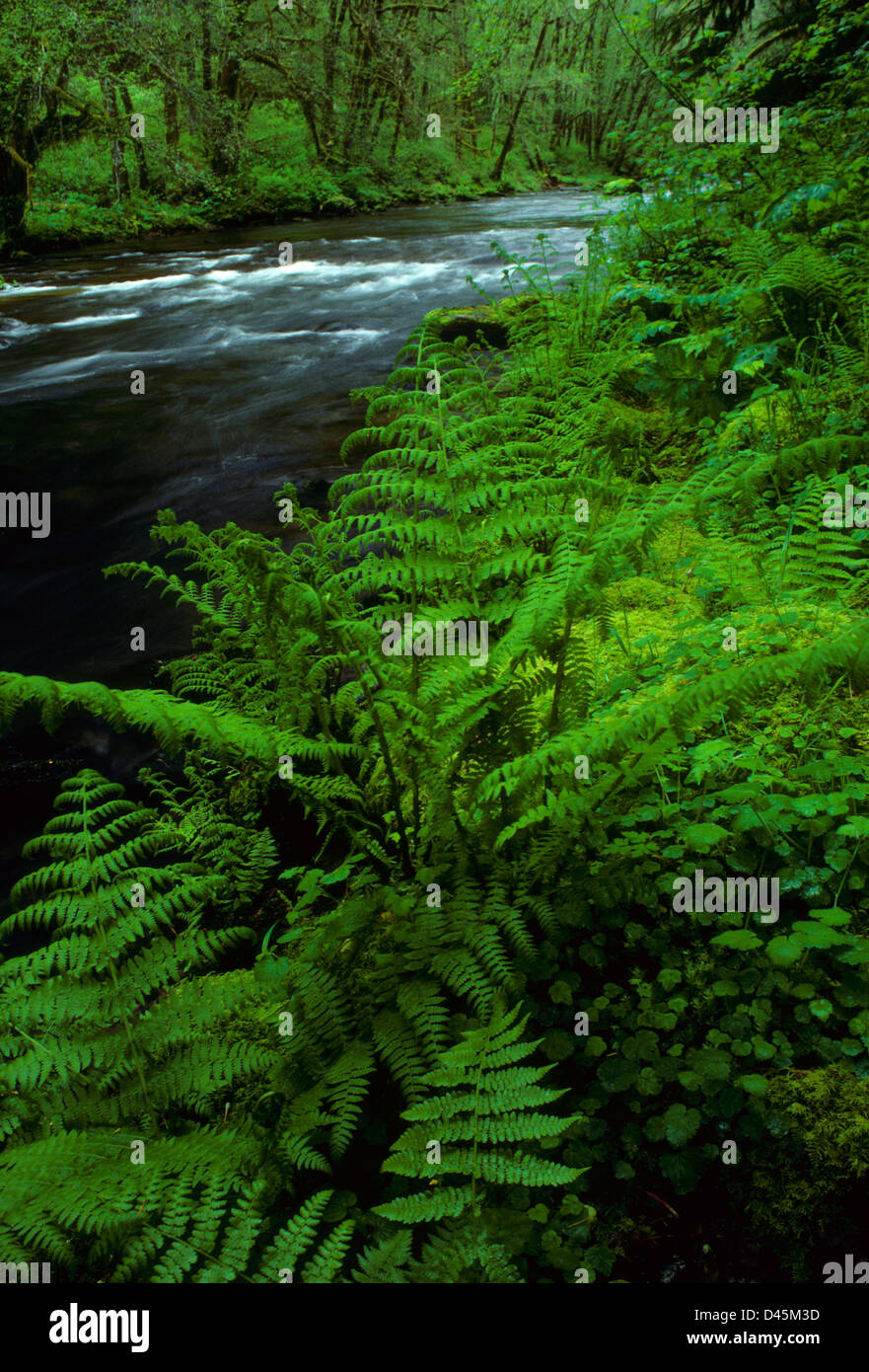 Drift Creek, Drift Creek Wilderness, Siuslaw National Forest, Oregon ...