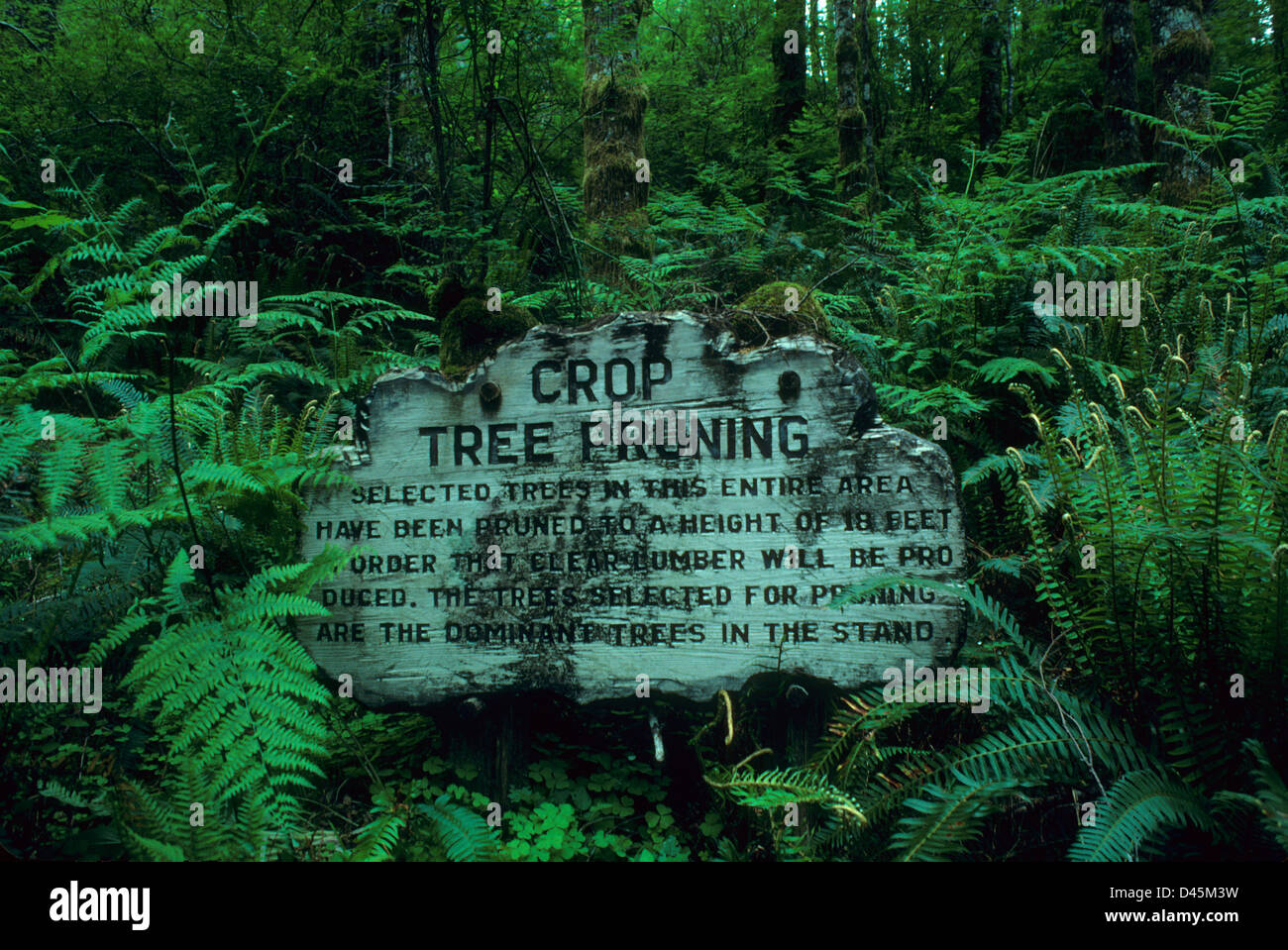 Sign on Hebo Plantation Trail, Siuslaw National Forest, Oregon Stock ...