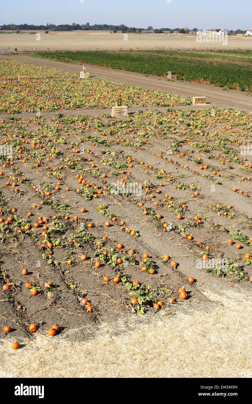 A Pumpkin Patch in october Stock Photo - Alamy