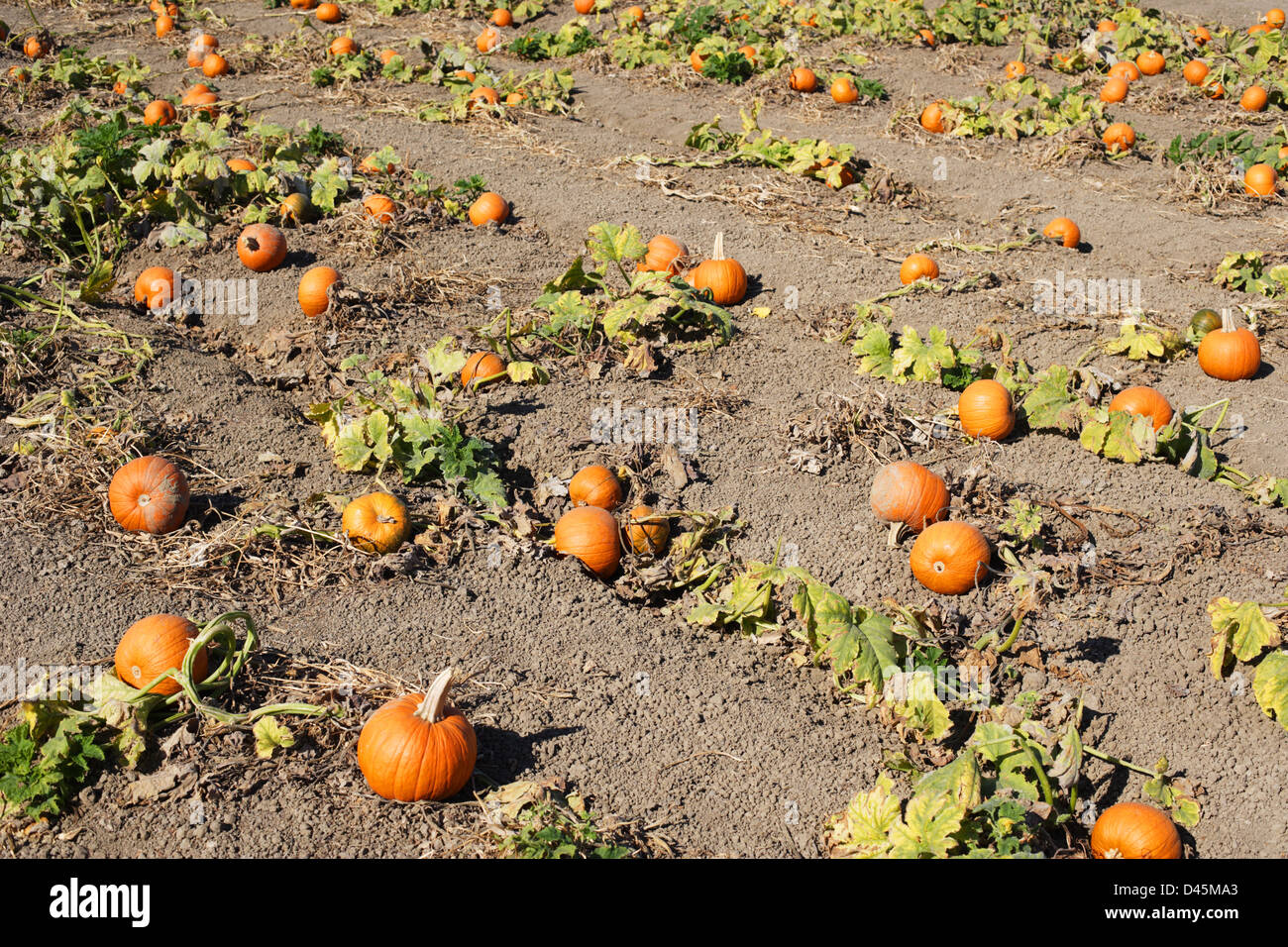 A Pumpkin Patch in october Stock Photo - Alamy