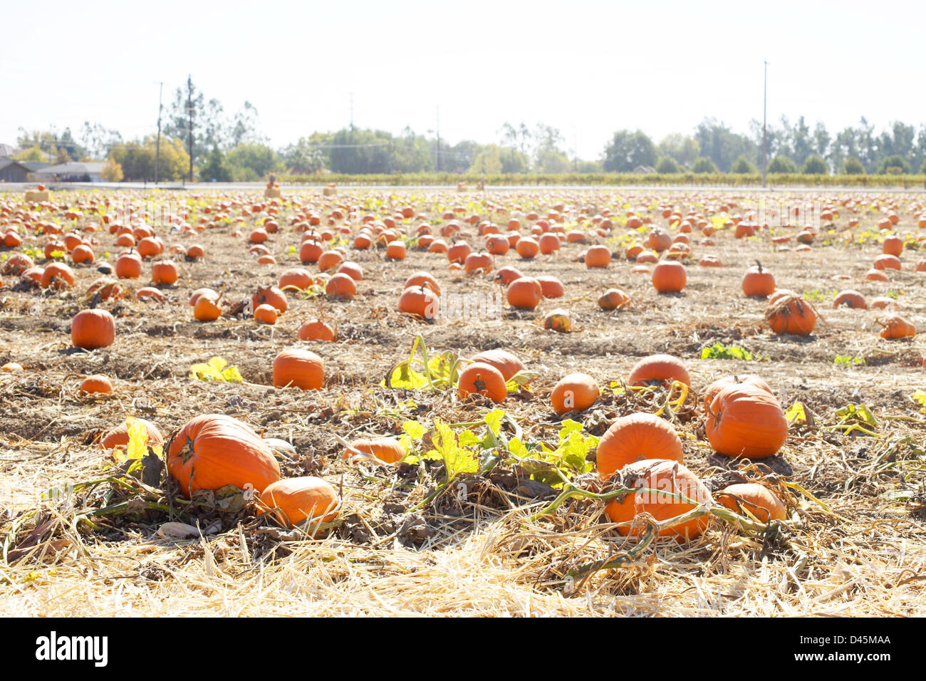 A Pumpkin Patch in october Stock Photo - Alamy