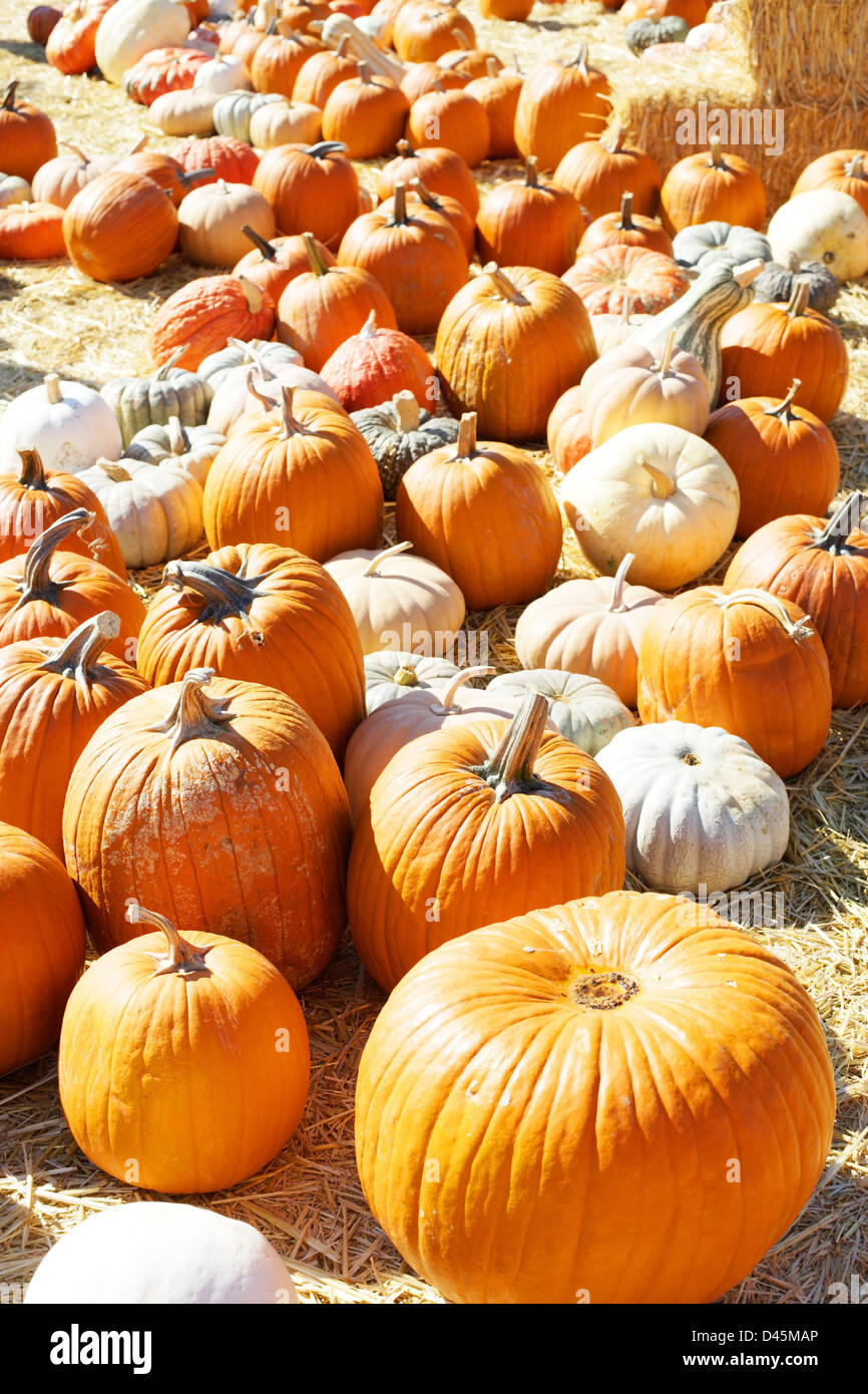 A Pumpkin Patch in october Stock Photo - Alamy