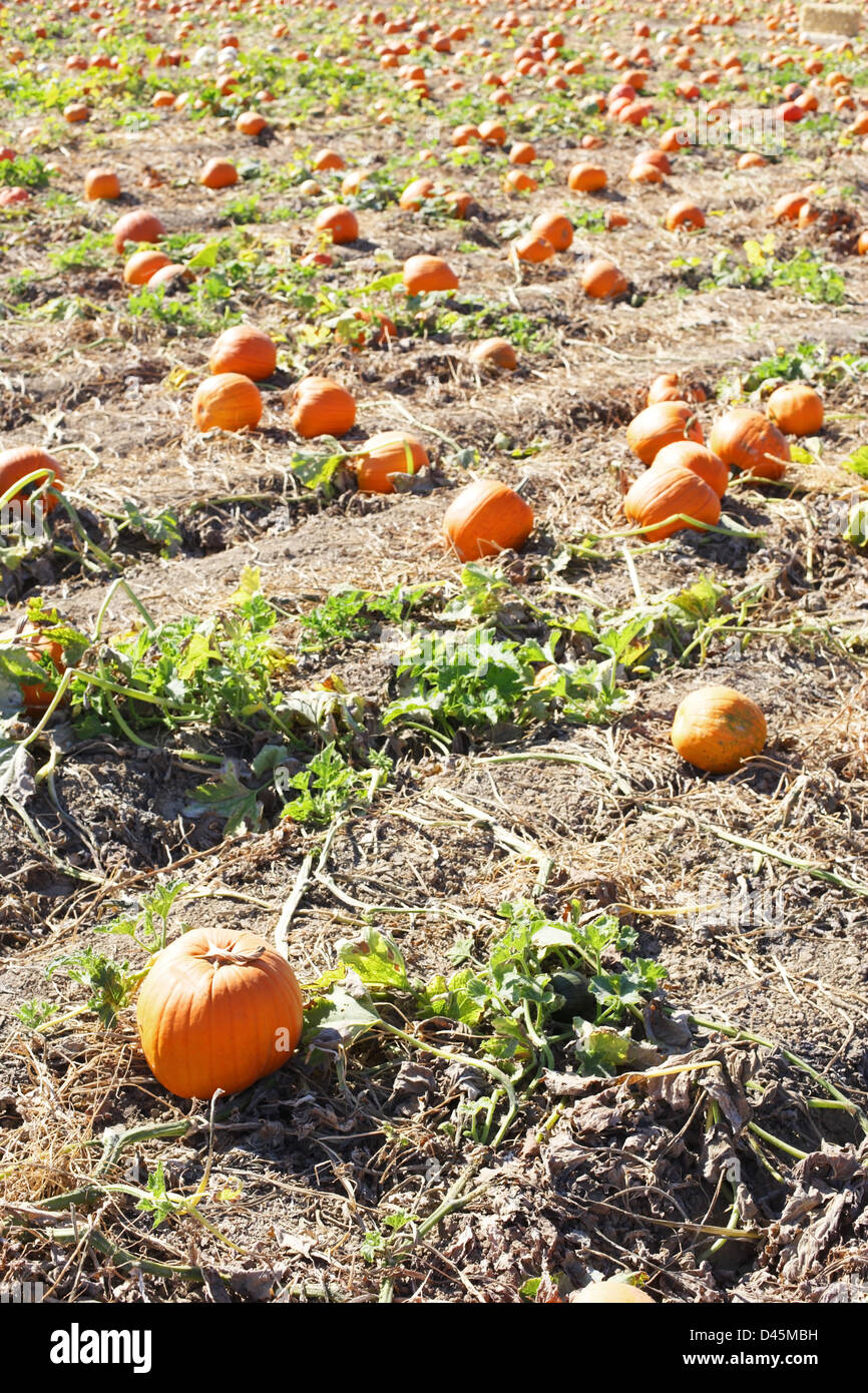 A Pumpkin Patch in october Stock Photo - Alamy